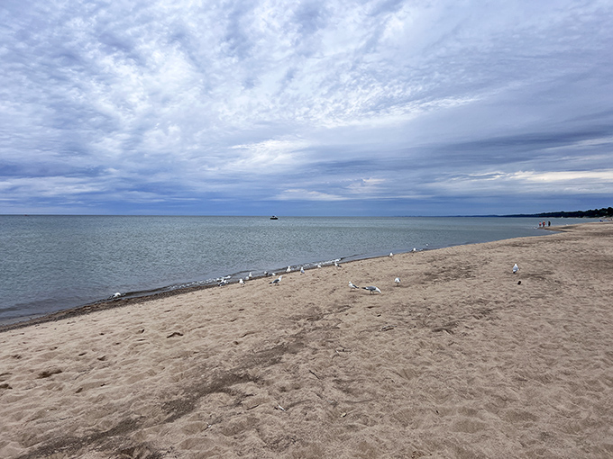 Where Lake Michigan meets golden sand, creating that perfect "did I accidentally teleport to the Caribbean?" moment every Michigander deserves.