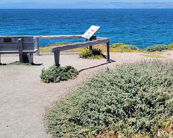 A winding trail through golden coastal scrub beckons like nature's red carpet, inviting you to explore the untamed beauty of Monta&ntilde;a de Oro's rolling hills.