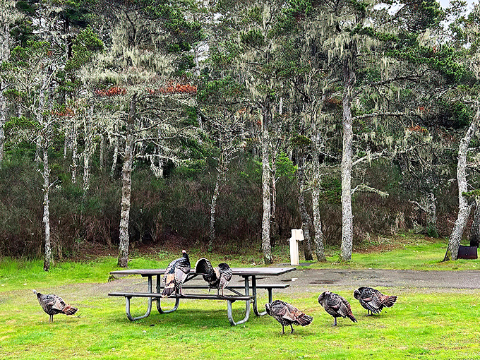 Nature's committee meeting in progress: wild turkeys debate picnic table politics while moss-draped trees stand as silent witnesses to the deliberation.