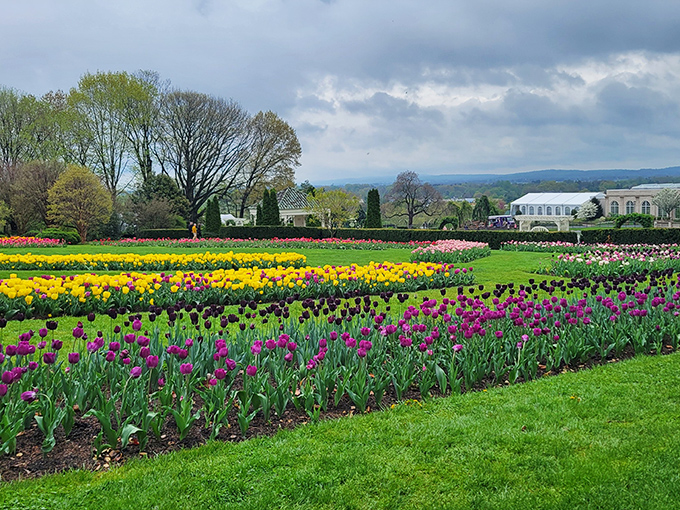Tulip heaven! Nature's color palette on full display at Hershey Gardens, where flowers stand in formation like they're auditioning for a botanical Broadway show.