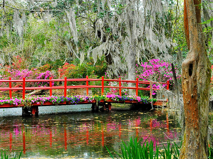 The iconic red bridge at Magnolia Gardens creates a perfect harmony with azaleas and Spanish moss, like nature's own watercolor masterpiece.