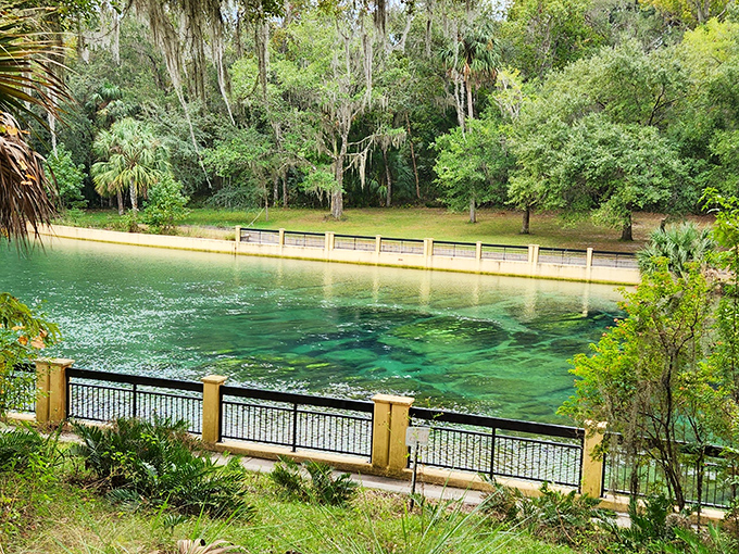 Nature's own infinity pool, where emerald waters meet ancient forest. The clarity makes you wonder if someone secretly vacuums the spring floor nightly.