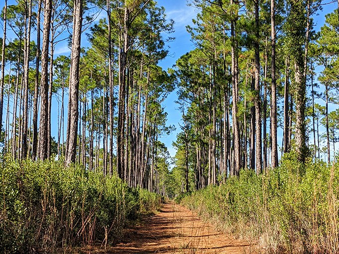 Welcome to Hontoon Island State Park, where palm trees stand sentinel and Spanish moss waves hello from above the entrance sign.