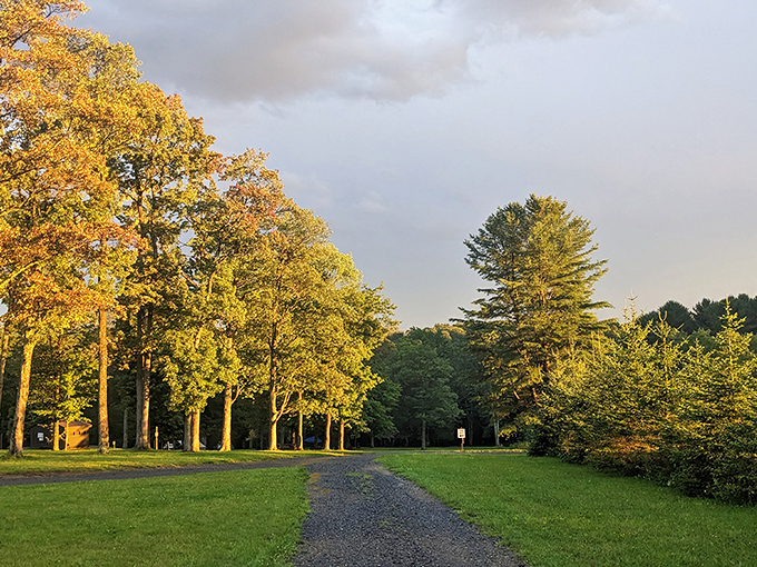 Nature's welcome mat unfurls at Cherry Springs, where towering trees stand like sentinels guarding the gateway to Pennsylvania's starry sanctuary.