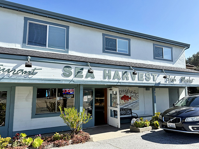 The modest entrance to Sea Harvest might not scream "culinary destination," but locals know this is where seafood dreams come true.