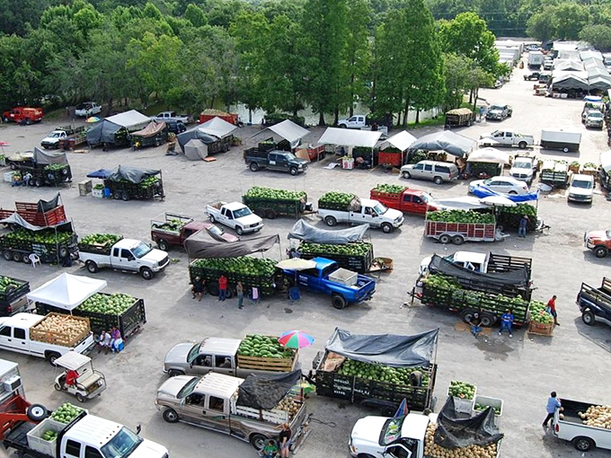 From above, the market resembles a produce symphony orchestra, with pickup trucks as the brass section and watermelons as the percussion. Florida's agricultural bounty on wheels!