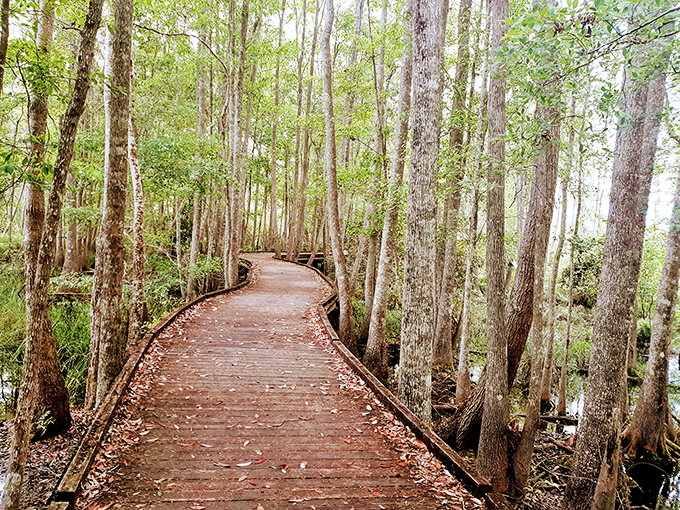Nature's boardwalk beckons through a cathedral of cypress trees, where sunlight dapples the wooden path like nature's own stained glass windows.