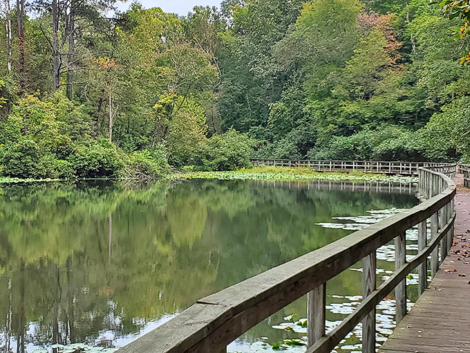 Mirror, mirror on the pond &ndash; James River State Park's reflective waters create nature's perfect selfie. Even the trees can't help but admire themselves.