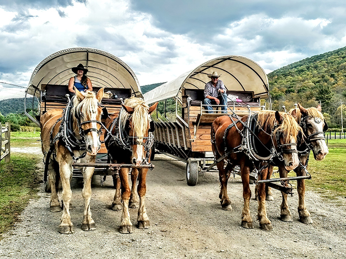 Majestic draft horses stand ready for adventure, their powerful frames and flowing manes a living connection to America's pioneering past.