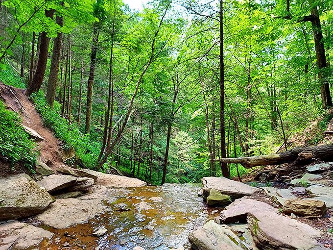 The Pennsylvania Grand Canyon unfolds like nature's own IMAX screen, with Pine Creek carving its masterpiece through endless green hills.