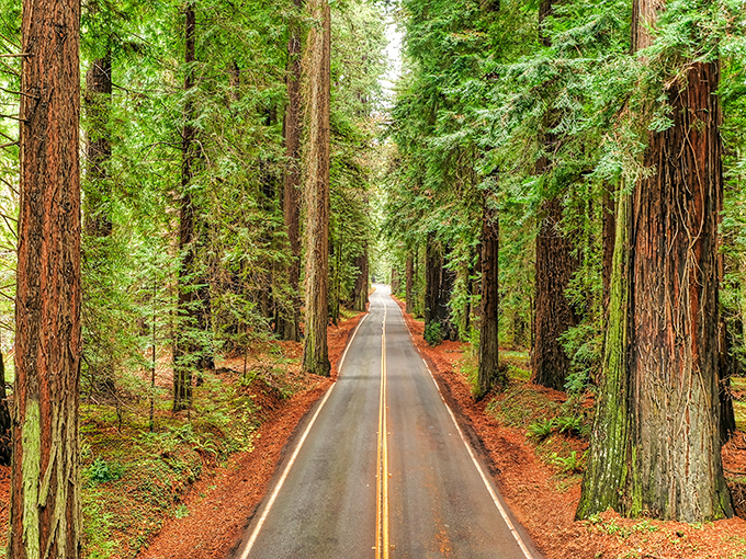 Nature's cathedral awaits on this winding blue ribbon through time. The redwoods stand sentinel, their massive trunks framing a journey through living history.