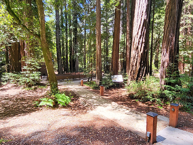 Ancient sentinels reaching skyward, these redwoods have witnessed centuries pass while we humans still struggle with self-checkout machines.