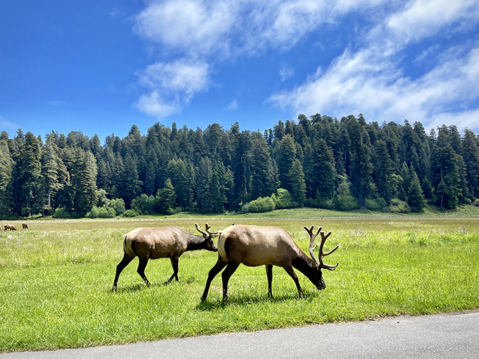 Roosevelt elk grazing peacefully against a backdrop of towering redwoods &ndash; nature's version of the perfect roommates who never argue about the thermostat.