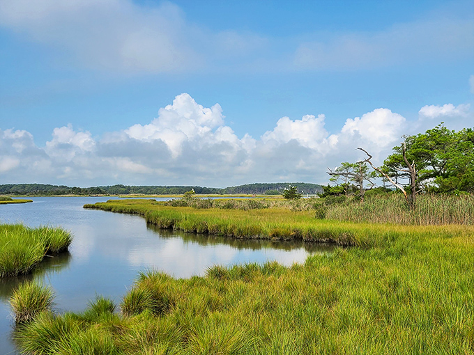 Nature's masterpiece on display: Little Assawoman Bay's marshlands create a watercolor painting that changes with every tide and season.