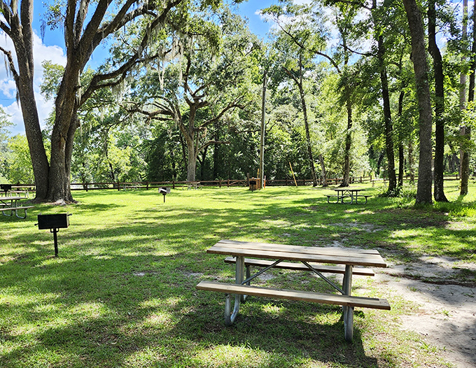 Nature's perfect picnic spot awaits under the watchful gaze of ancient oaks. The dappled sunlight creates a cathedral-like atmosphere that no restaurant designer could replicate.