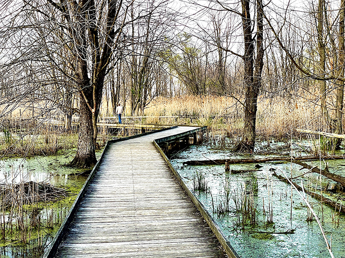 Winter reveals the boardwalk's true character – a wooden lifeline through dormant wetlands waiting patiently for spring's grand awakening.