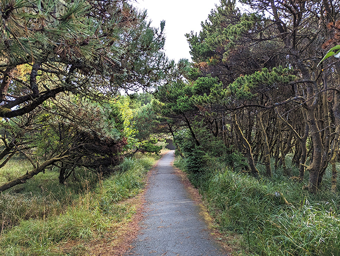 The winding trails of Nehalem Bay State Park create nature's hallways, where shore pines stand guard like doormen at an exclusive forest club.