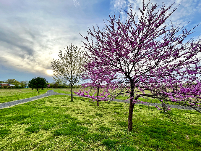 Spring's grand entrance at Benjamin Rush State Park – flowering trees paint the landscape in vibrant purples against emerald grass.