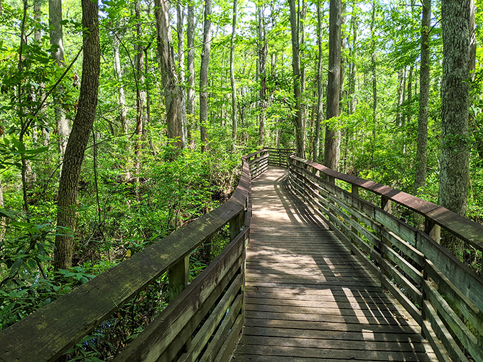 The wooden boardwalk beckons like a runway to paradise, leading visitors from dune grass to the shimmering Chesapeake Bay waters beyond.