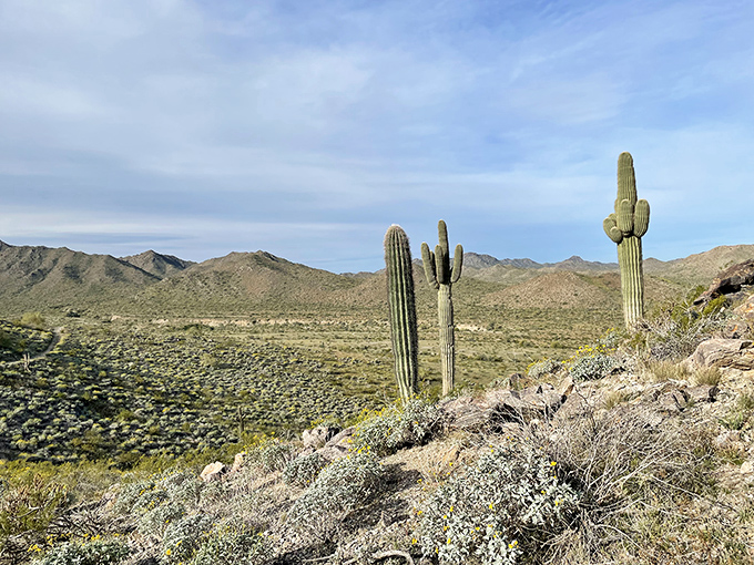 Nature's own masterpiece &ndash; towering saguaros stand like sentinels against the Estrella Mountains, reminding us that Mother Nature was the original landscape architect.