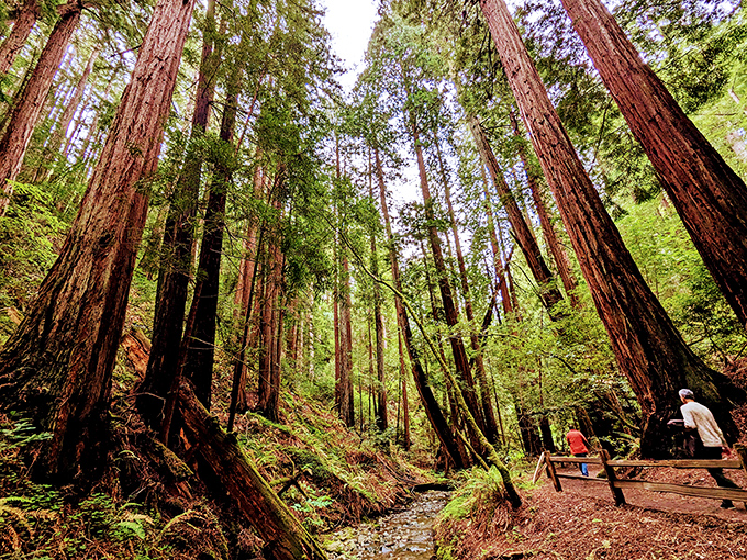 Towering redwoods reach skyward like nature's skyscrapers, making your everyday problems suddenly seem delightfully insignificant by comparison.