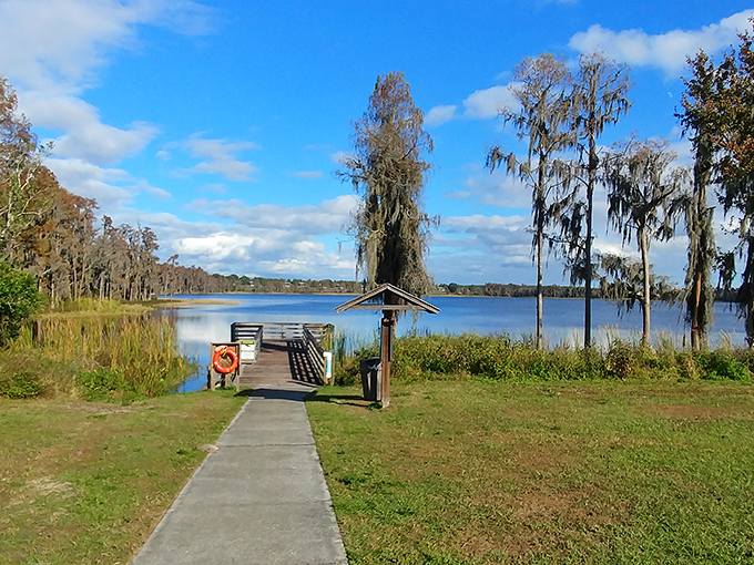 Morning light bathes Lake Louisa's shoreline in golden hues, where cypress trees stand like sentinels guarding Florida's natural treasures from the march of time.