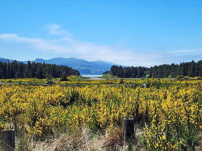 Fields of golden scotch broom frame the distant bay like nature's own picture window. Oregon's landscapes have a way of staging perfect moments.