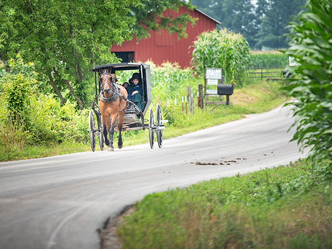 Rolling hills and weathered barns create a postcard-perfect scene where time moves at horse speed.