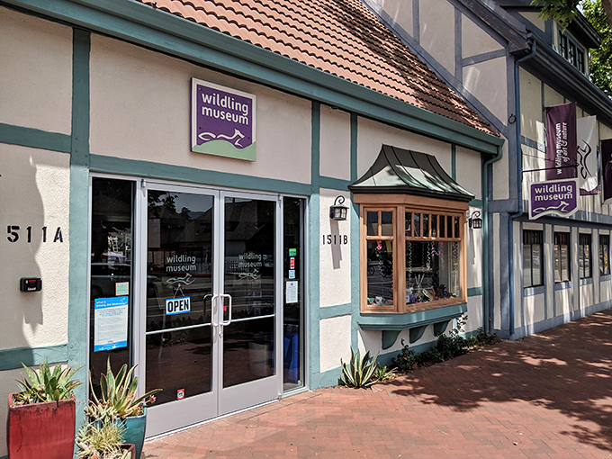 The Wildling Museum's Danish-inspired facade blends perfectly with Solvang's storybook architecture, like finding Narnia's wardrobe in Disneyland's backyard.