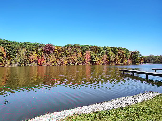 Fall's masterpiece unfolds at Harrison Lake, where nature paints the shoreline in fiery hues that dance across the water's surface like a Monet come to life.