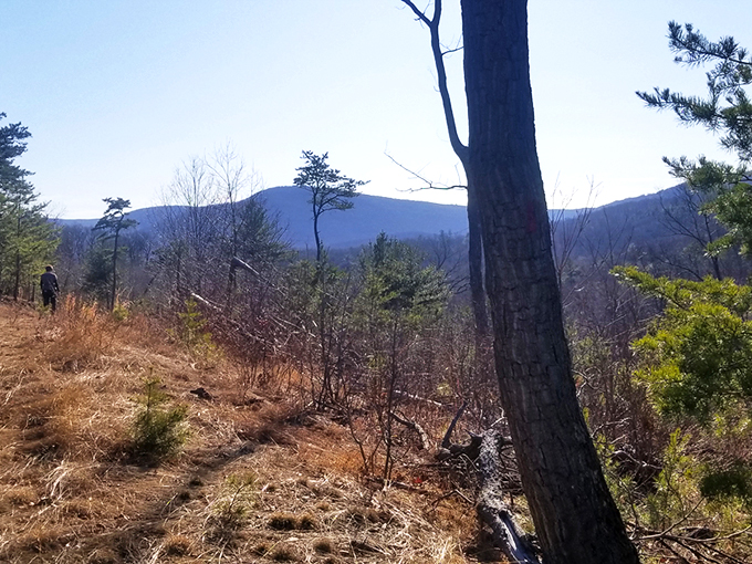 Rustic picnic pavilions nestled among towering trees offer the perfect spot for a woodland feast. Nature's dining room comes with cathedral ceilings and forest-scented air.