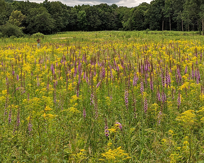 Nature's own masterpiece: the prairie at Jennings bursts with golden goldenrod and purple blazing stars, creating a living canvas that would make Monet jealous.