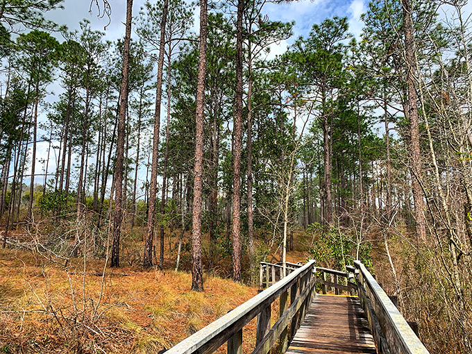The wooden boardwalk winds through towering pines like nature's red carpet, inviting you deeper into Florida's hidden hillside treasure.