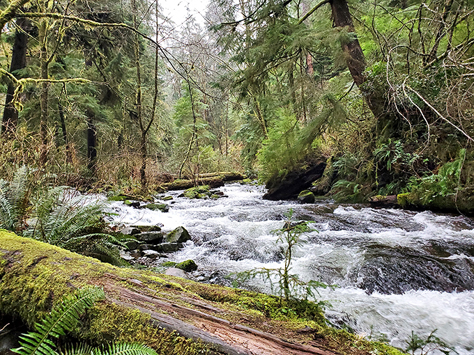 Nature's symphony in full force: Necarney Creek tumbles through moss-draped forest, creating the perfect soundtrack for your woodland wanderings.