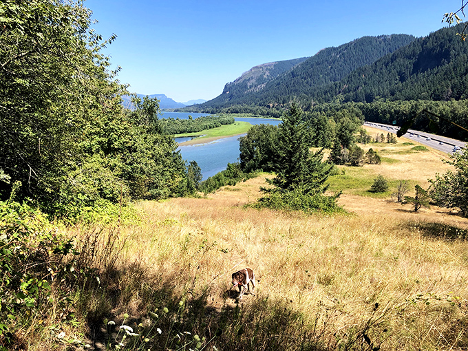 Picnic paradise awaits under a canopy of maple trees, where playground equipment stands ready for the kids while adults contemplate the meaning of "relaxation."
