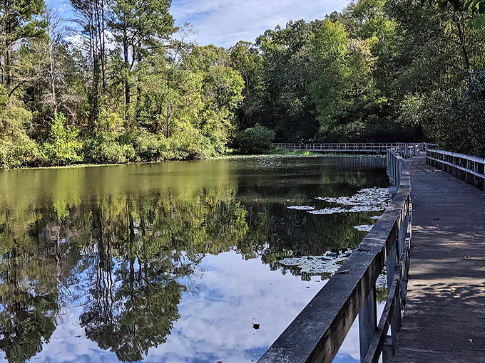 Mirror, mirror on the pond &ndash; James River State Park's reflective waters create nature's perfect selfie. Even the trees can't help but admire themselves.