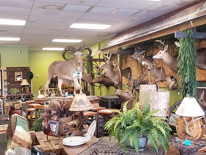 The taxidermy section: where Florida's wildlife gets a second chance to surprise visitors. Eternal side-eye included.