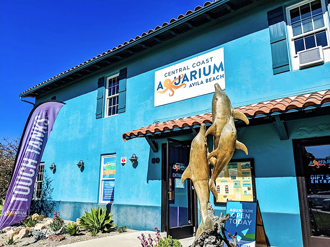 The Central Coast Aquarium brings ocean education to eye level, proving learning is more fun when there are sea creatures involved.