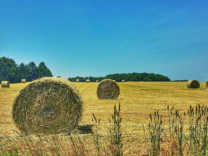 Hay there! These golden bales dotting Augustine Wildlife Area's landscape remind us of Middletown's agricultural roots and natural beauty.