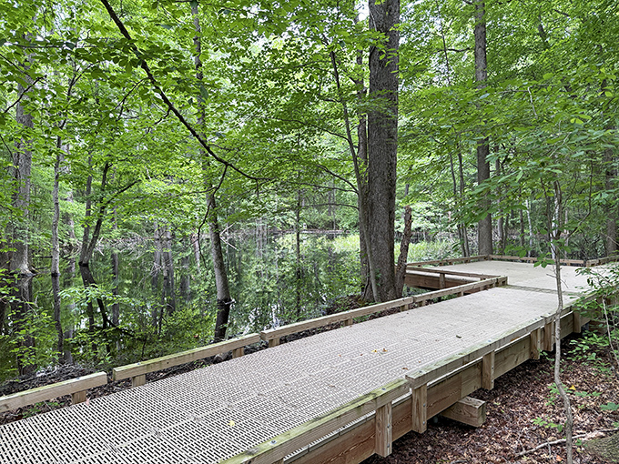 Nature's catwalk: this boardwalk offers front-row seats to wetland wonders without the soggy shoes. Engineering that respects its surroundings.