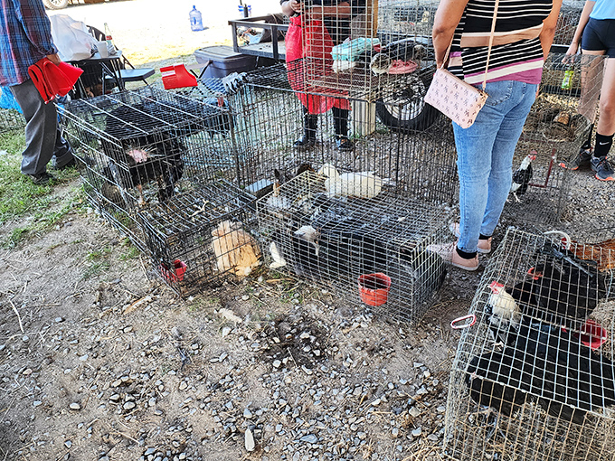 Farm-fresh poultry brings new meaning to "free-range shopping." These feathered friends await new homes where they'll contribute to breakfast tables across Georgia.