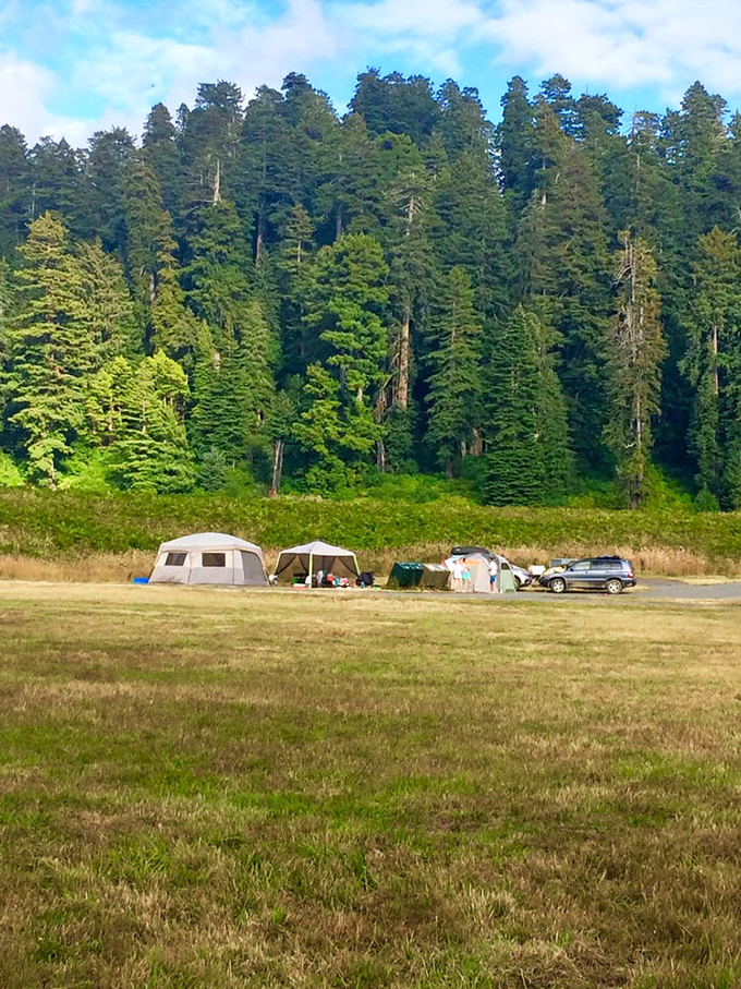 Camping beneath the watchful gaze of ancient redwoods &ndash; the original five-star accommodation with a ceiling height that would make any architect envious.