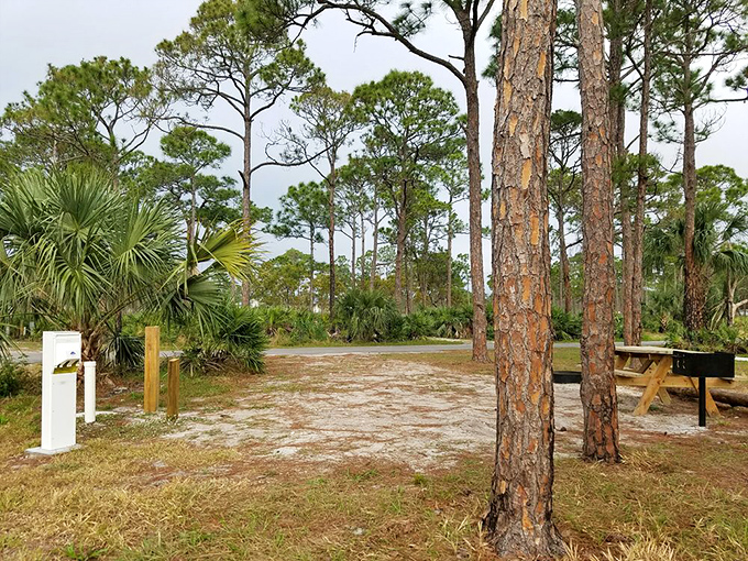 Pine trees stand guard over sandy campsites. No five-star hotel offers a ceiling of stars quite like this one.