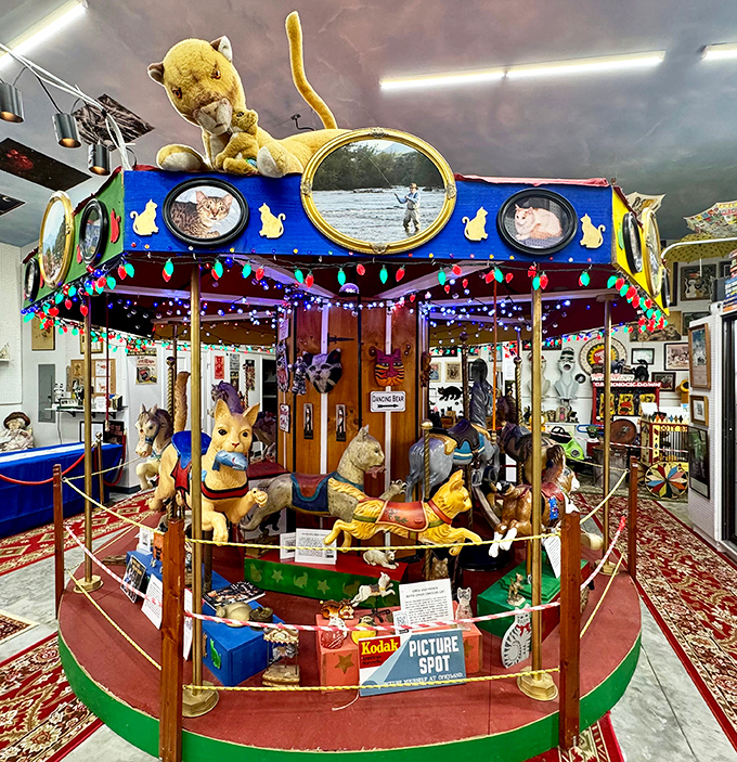 This cat carousel might be the world's most feline-friendly merry-go-round, featuring cats instead of the traditional horses.