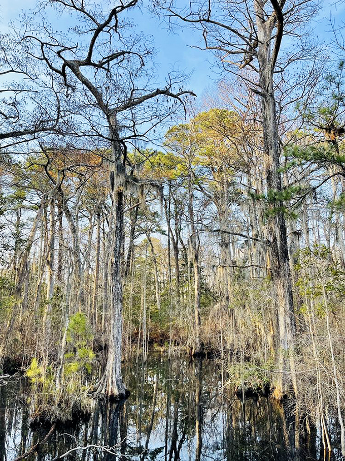 Spanish moss drapes these cypress sentinels like nature's tinsel, creating a primeval scene straight from a Southern gothic novel's most beautiful passage. 