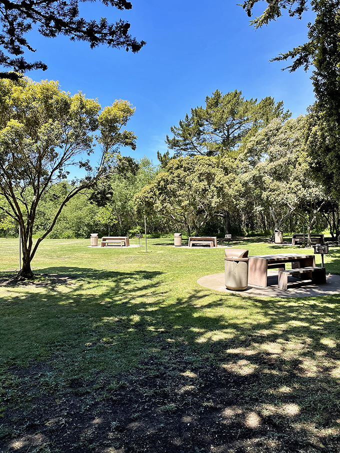 Park picnic areas with enough shade to make even vampires comfortable during their hypothetical family reunions.