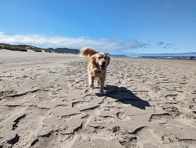 Four-legged joy unleashed on Nehalem's expansive shores. That tail isn't just wagging&mdash;it's conducting an orchestra of pure happiness.