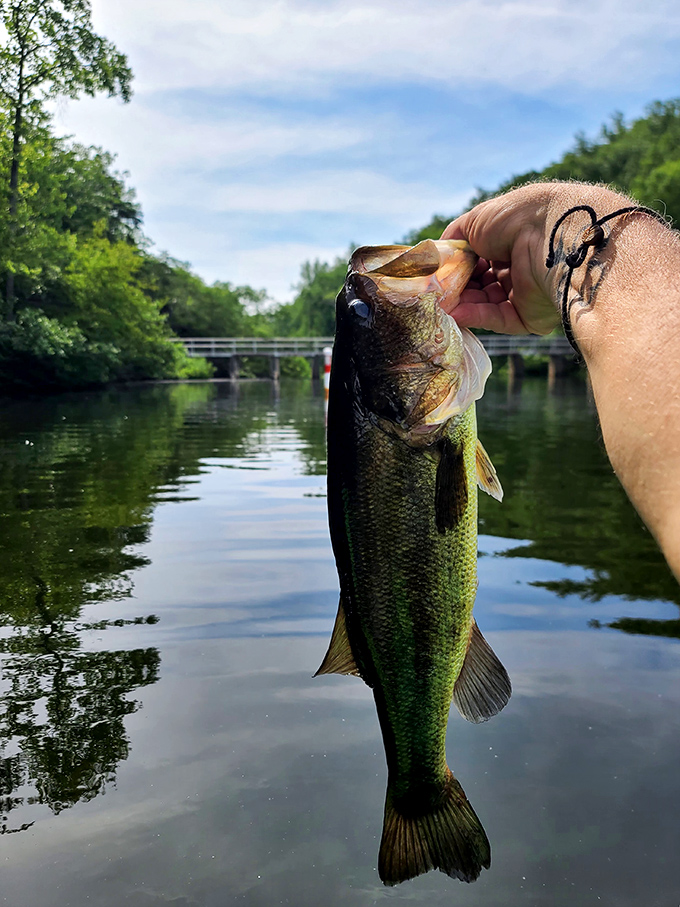 The fish are practically jumping into boats here. This bass is clearly auditioning for its own fishing show on cable.