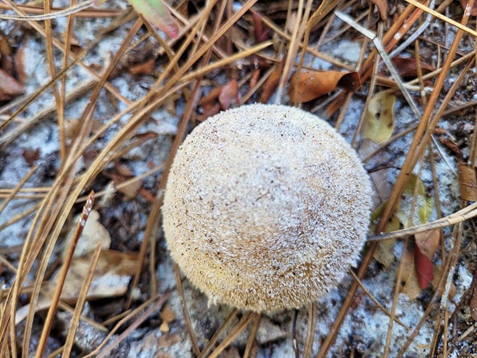 This perfect mushroom specimen could be starring in a woodland fairy tale or a gourmet chef's daydream&mdash;nature's architecture at its most humble.