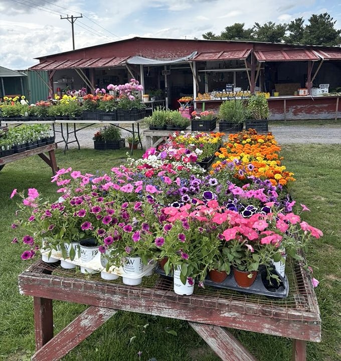 Nature's color palette on display. These vibrant blooms bring the Shenandoah Valley's famous gardens to the market, ready to transform someone's porch or windowsill.